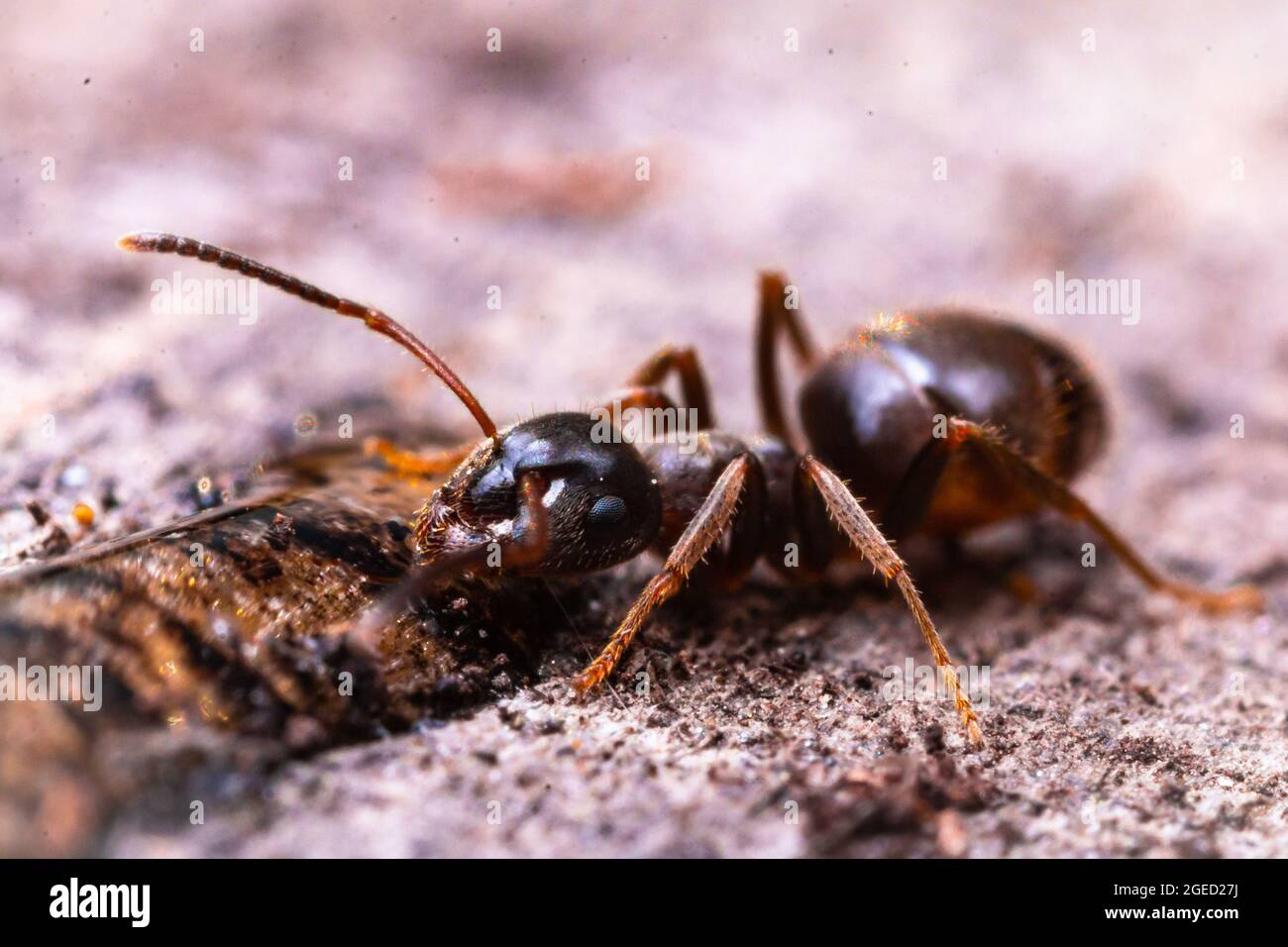 Wood ant (Formica sp) eating a liquid on a tree stump at Woodwalton Fen ...