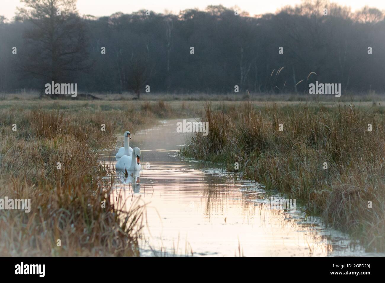 Swans swimming down the waterway of the great Fen as the sun sets over ...