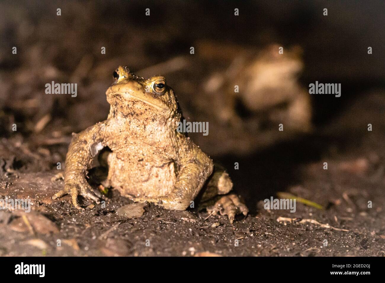 A migrating male toad is followed distantly by a rival toad at West ...