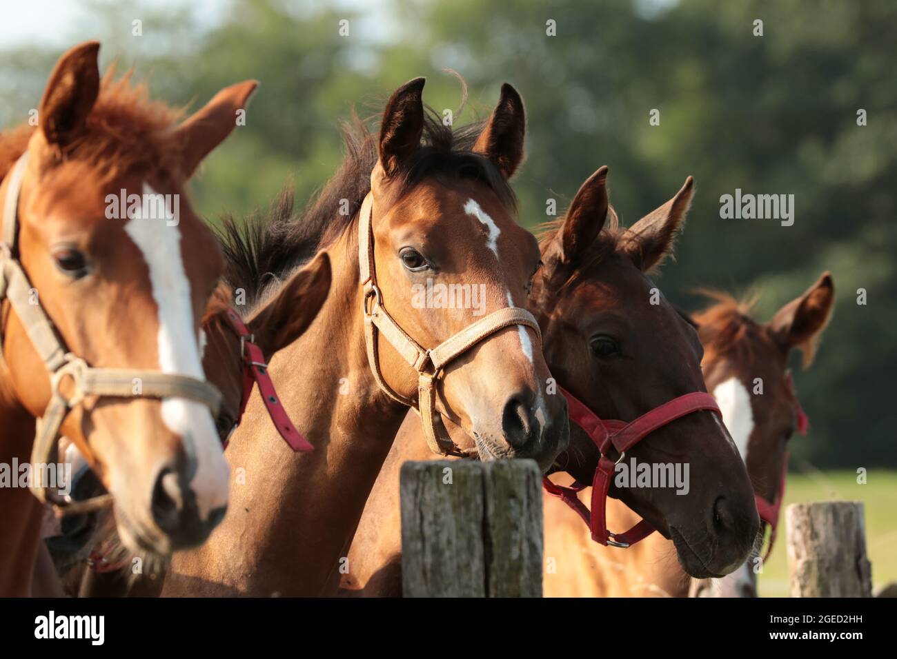 Stallion and mare hi-res stock photography and images - Alamy