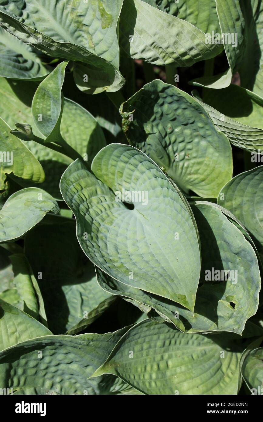 Lush summer green plants growing under the bright summer sun Stock ...