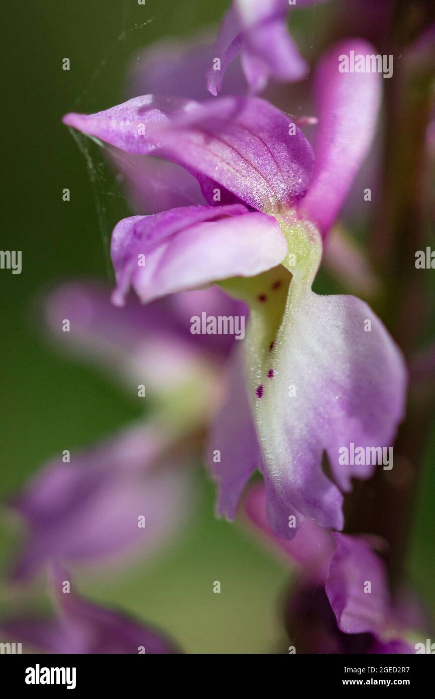 The pinks and purples shine on this close up of a singular flower of an ...