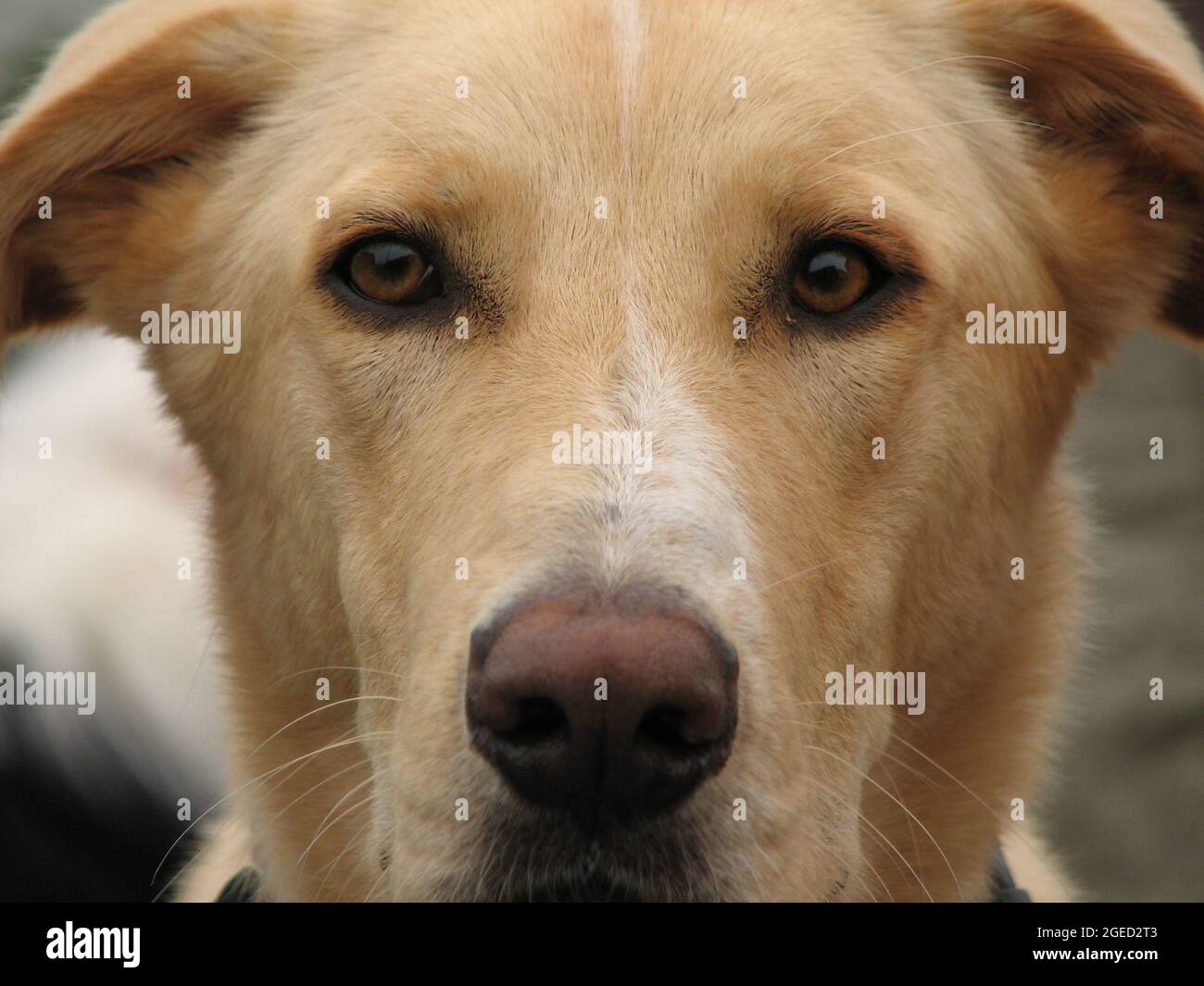 Portrait of a beautiful ginger dog looking at the camera Stock Photo ...