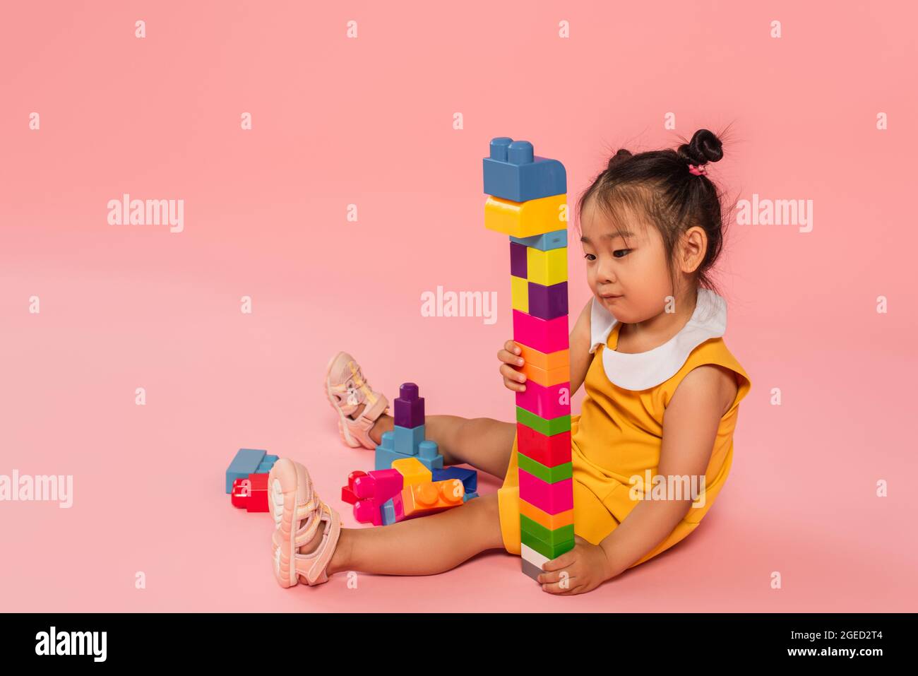 asian toddler girl in dress playing colorful building blocks on pink ...
