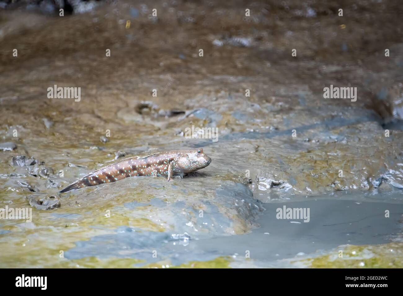 Periophthalmus or Boleophthalmus boddart are living on the wetlands of ...