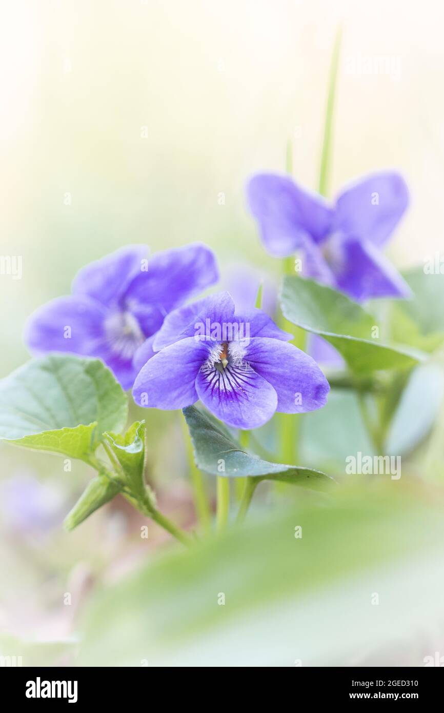 A group of the delicate flowers of the little dog violet (Viola riviana ...
