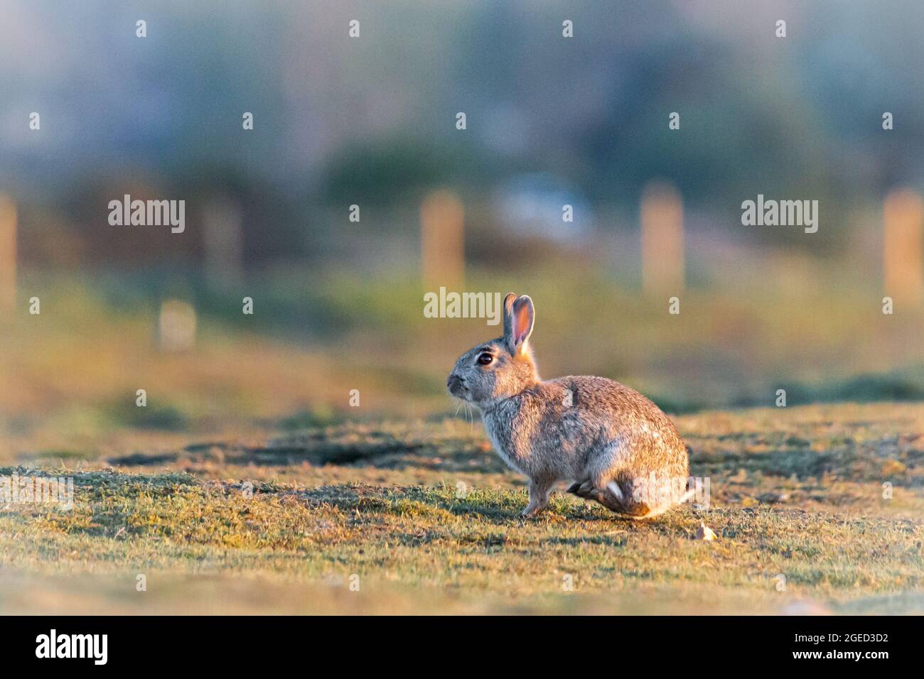 Leaping rabbit hi-res stock photography and images - Alamy