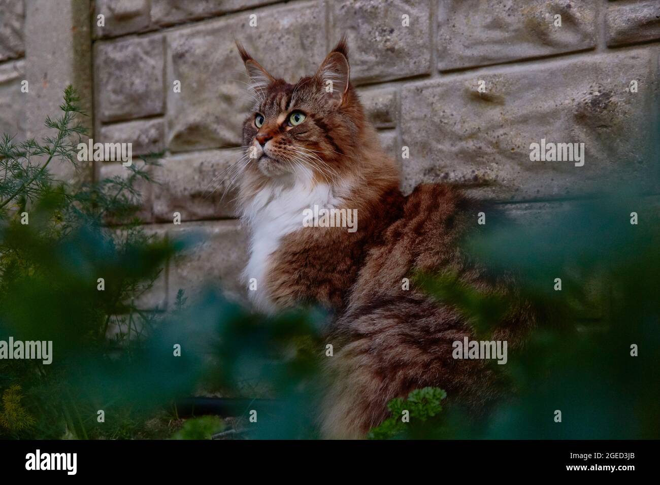 Beautiful purebred Maine Coon domestic cat in garden Stock Photo - Alamy