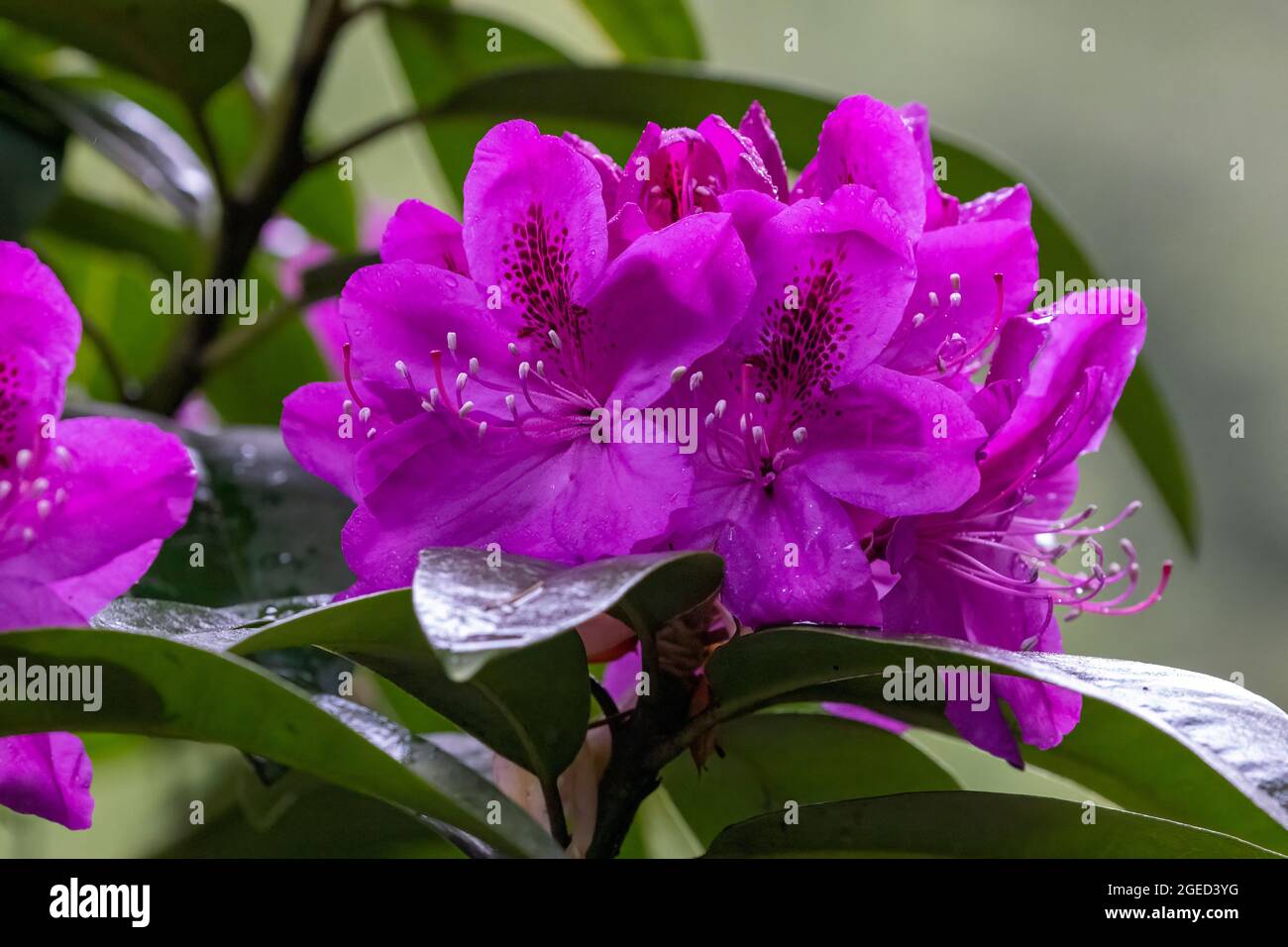 dark pink rhododendron flowers in full bloom late in spring Stock Photo ...