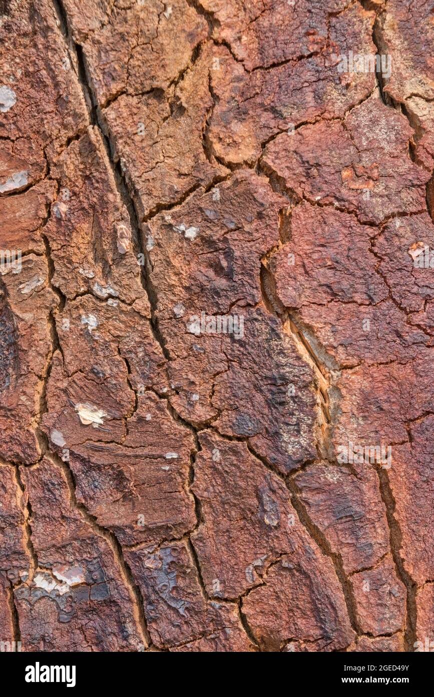 Tree bark background texture. Real wooden tree bark. Wooden pattern ...
