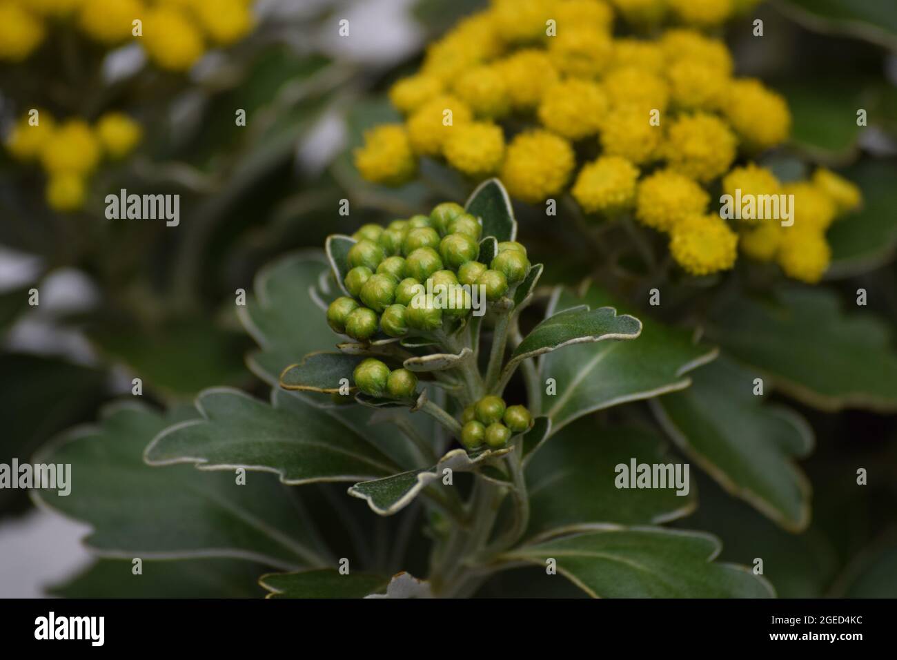 Gold buds hi-res stock photography and images - Alamy