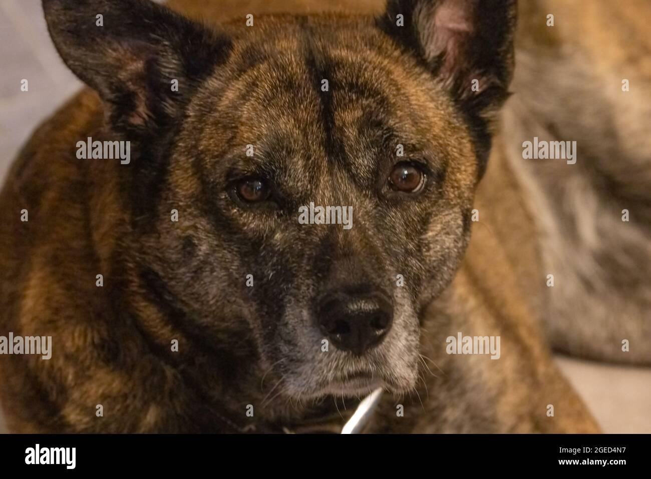 A dog intently staring at the camera begging for something while laying ...