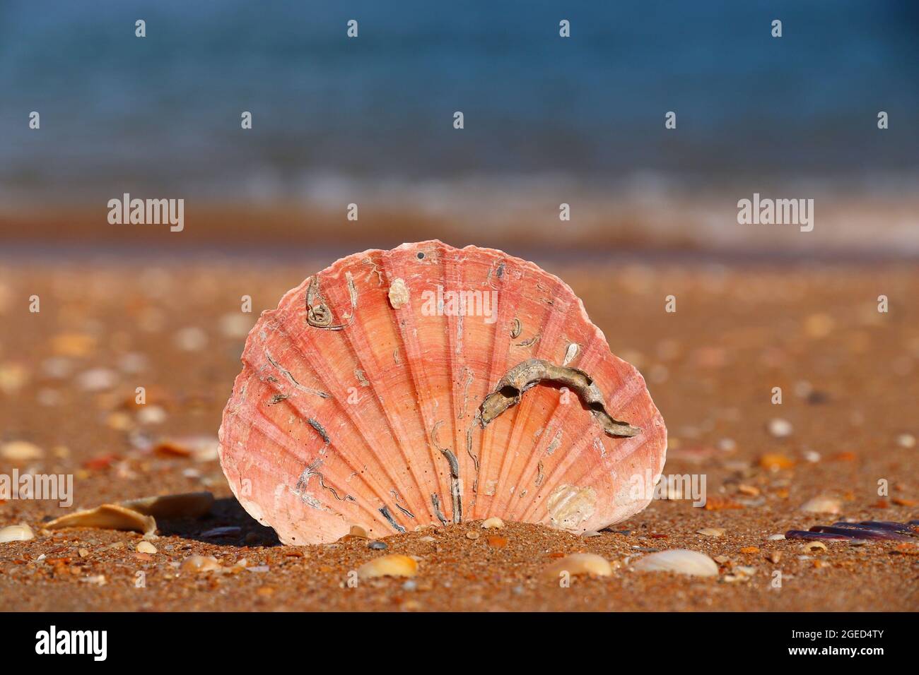 Sea shell in Algarve, Portugal - scallop shell on a beach Stock Photo ...