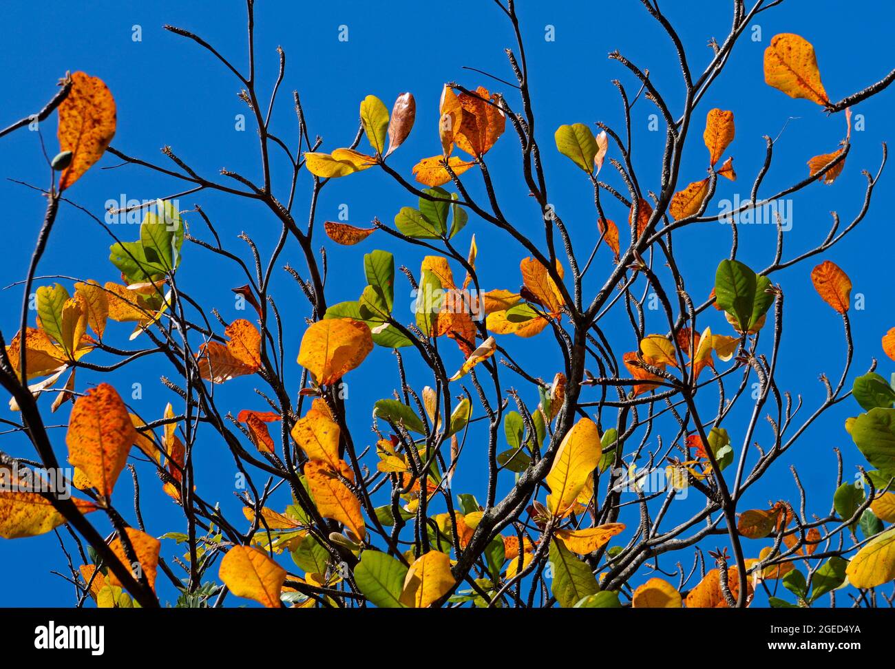 Tropical almond leaves in autumn (Terminalia catappa Stock Photo - Alamy