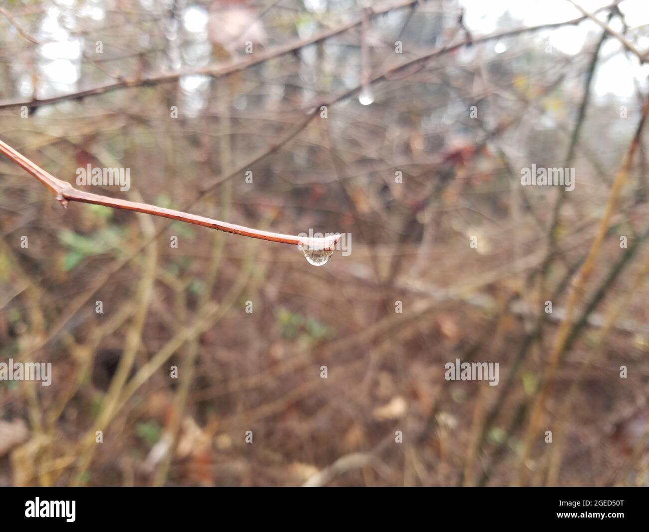 A drop of water hangs from a twig, with a brown bramble of empty vines ...