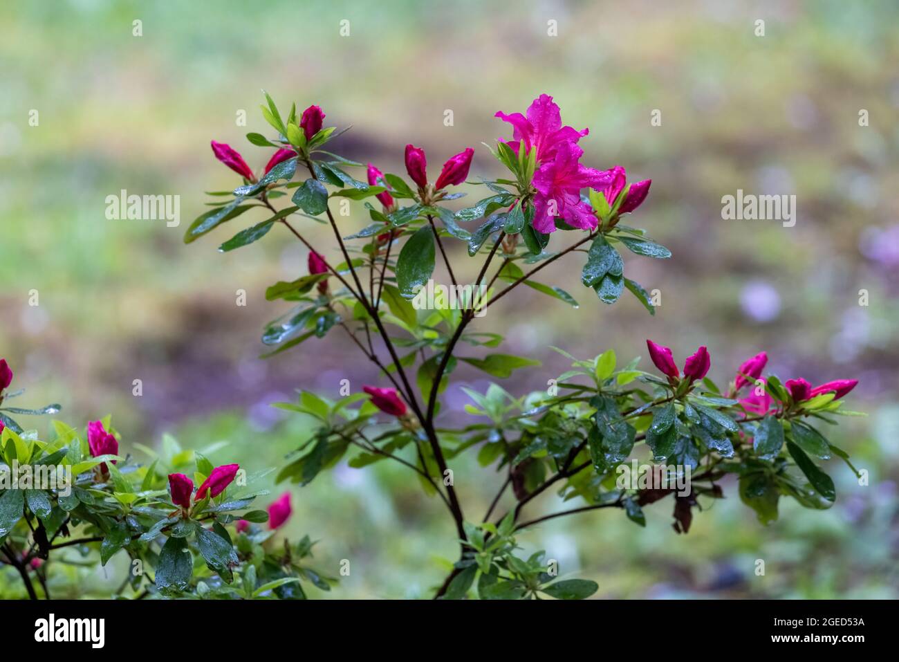 bright pink azalea growing in spring garden nin washington state Stock ...