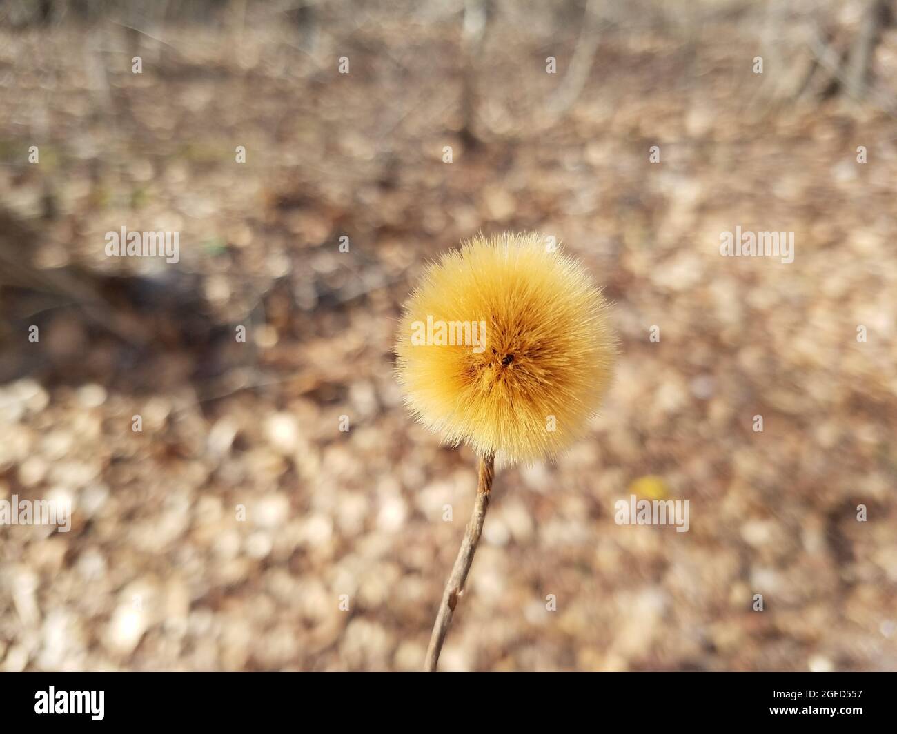 A yellow puff ball sits alone atop a stem with a blurred background of ...