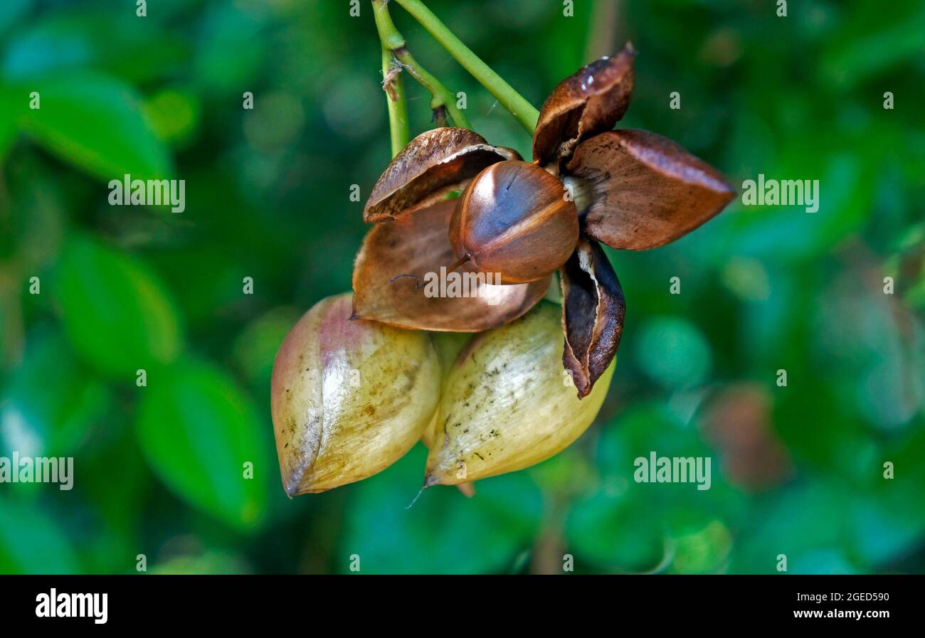 Seeds pod hi-res stock photography and images - Alamy