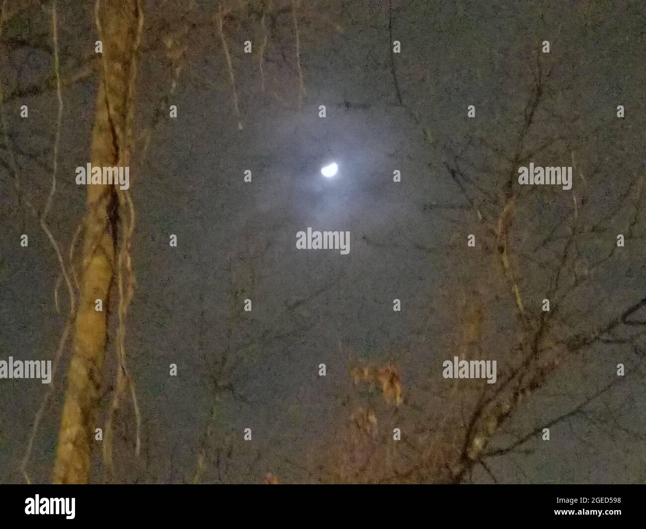 Full moon shining through trees hi-res stock photography and images - Alamy