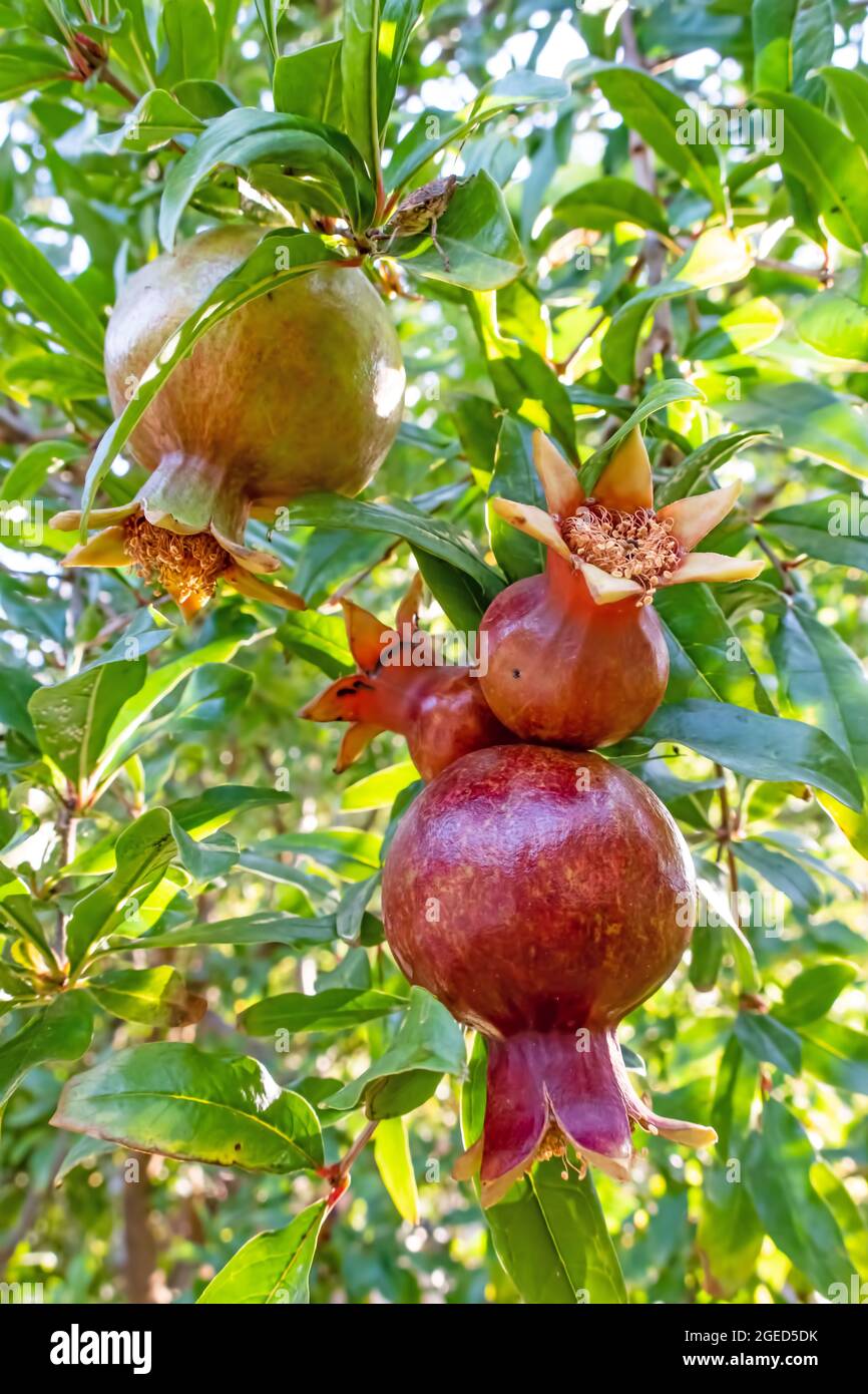Pomegranate Tree Leaves