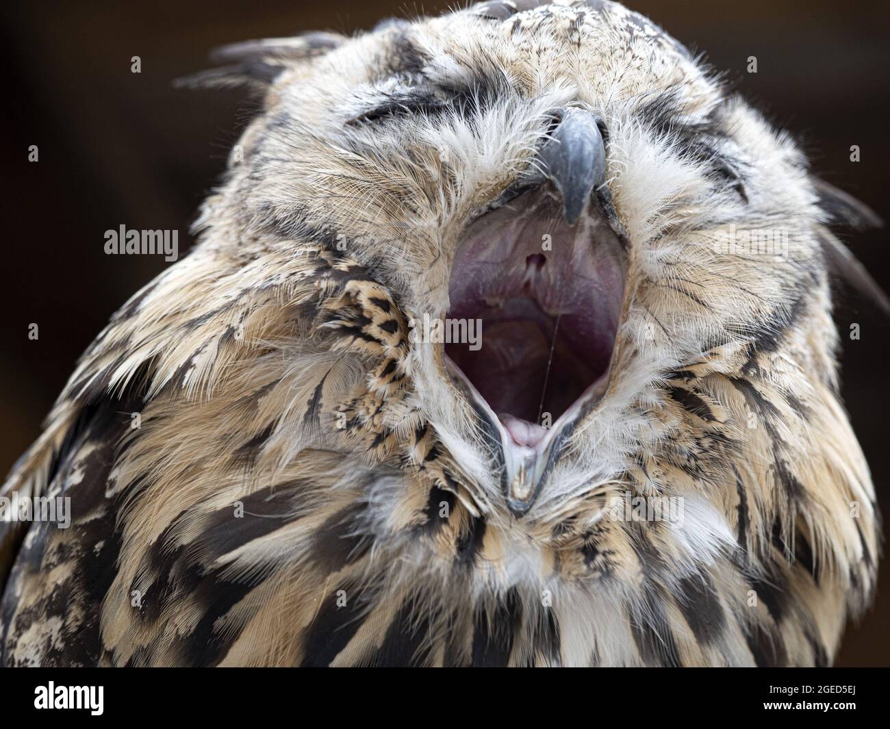 open beak indian eagle owl close up portrait bubo bengalensis Stock ...