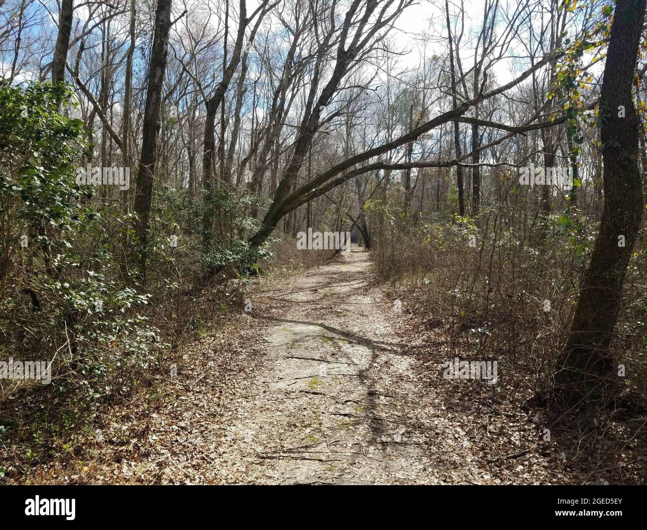 A trail extends into the distance with trees on the left and right ...
