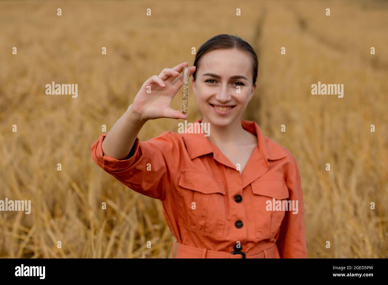 Agronomist holding test tube with barley grains in field, closeup ...