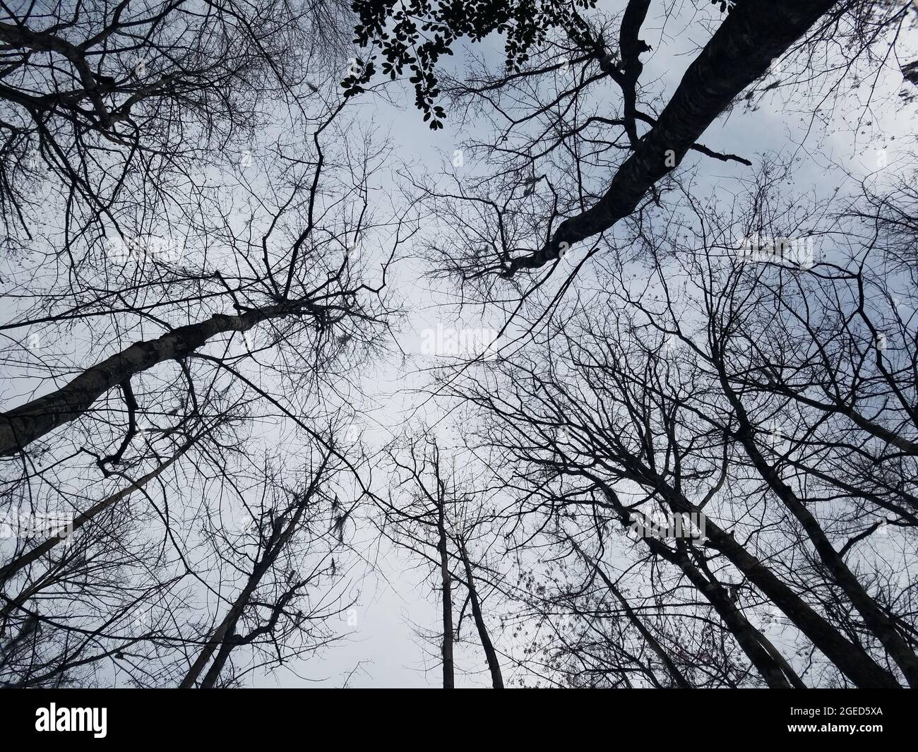 Leafless tree view hi-res stock photography and images - Alamy