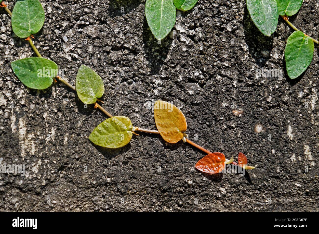 Creeping fig or climbing fig (Ficus pumila Stock Photo - Alamy