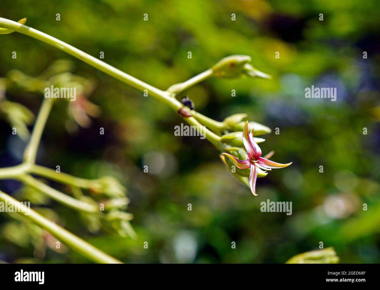 Cashew flowers (Anacardium occidentale) on tree Stock Photo - Alamy
