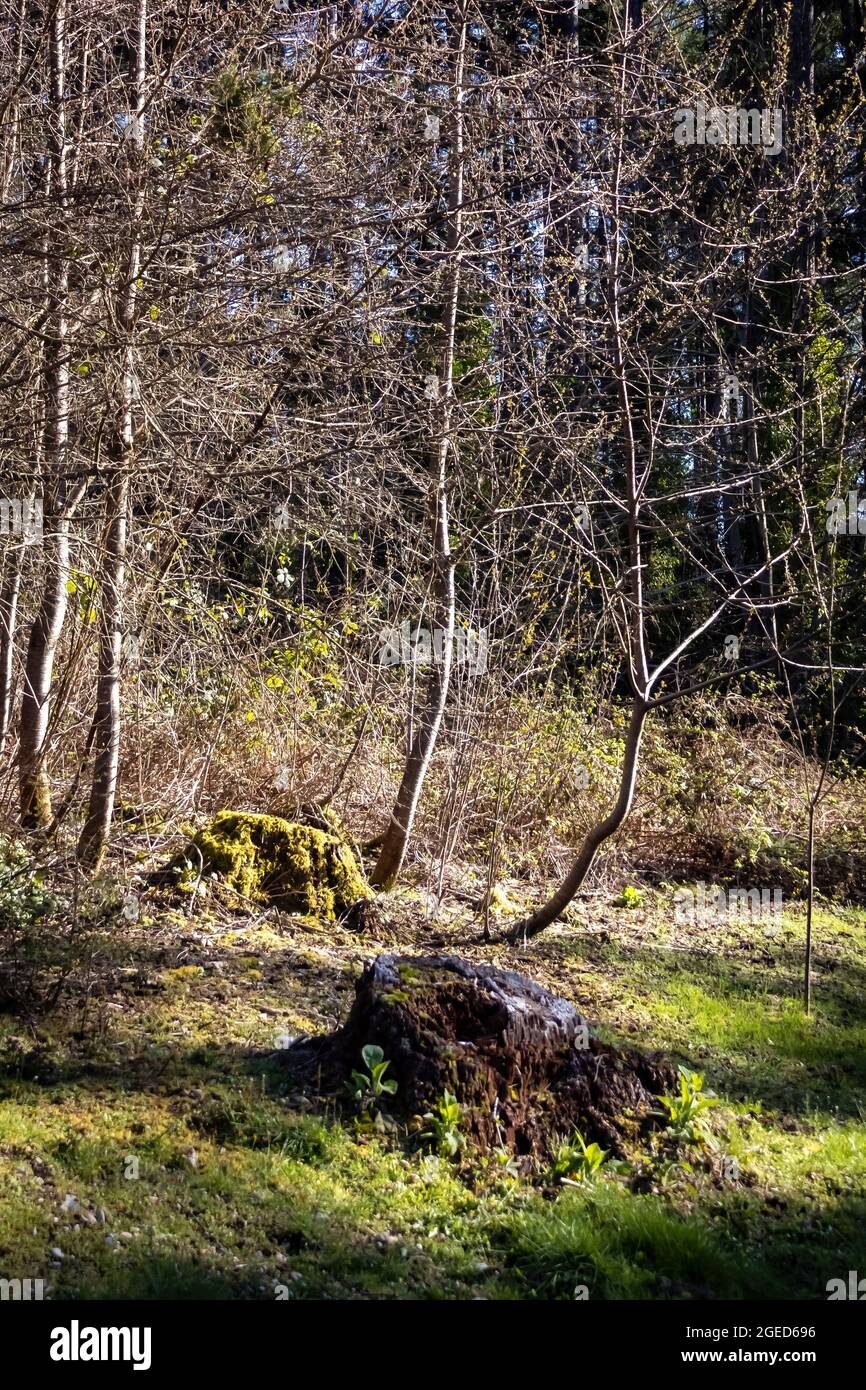 Moss covering a tree stump in a forest clearing in spring Stock Photo ...