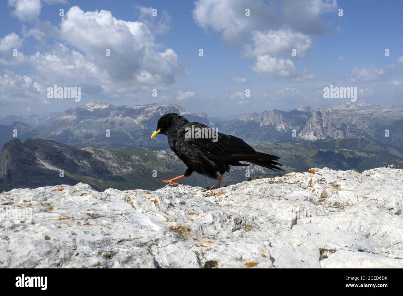 croak black bird in dolomites mountains background Stock Photo - Alamy