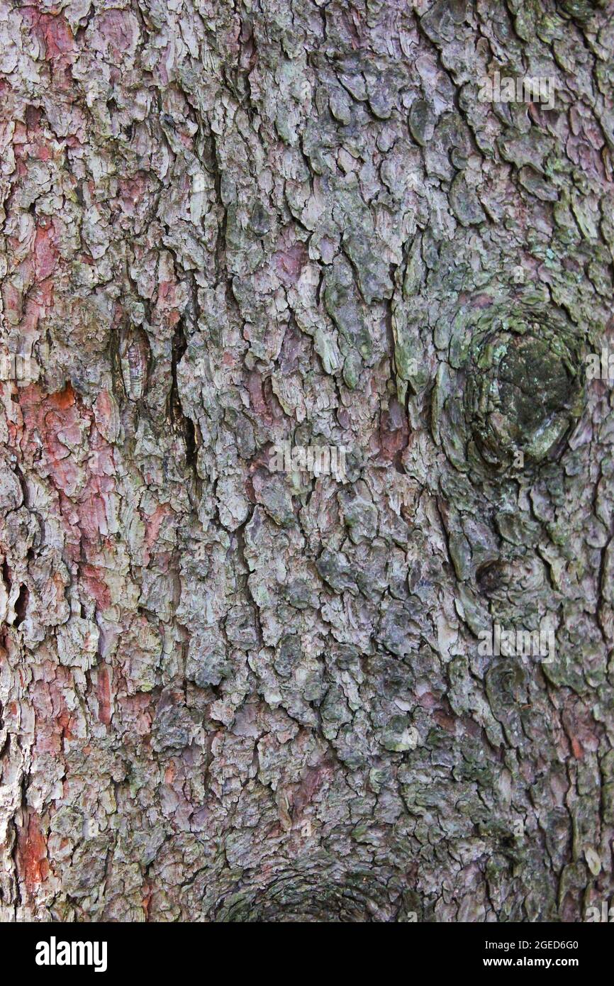 The thick bark of a tall tree standing under the bright summer sun ...
