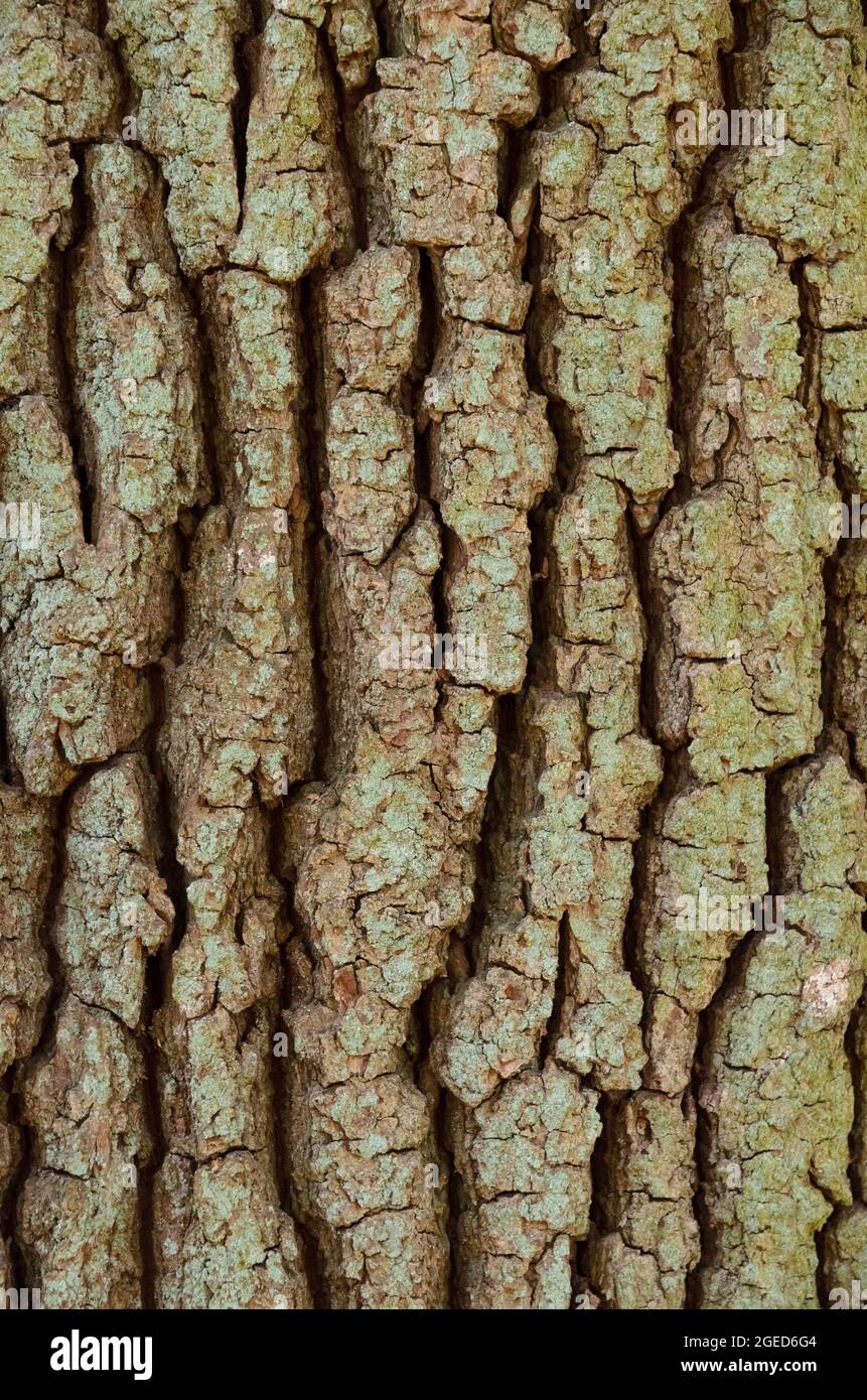 Close-up of weathered oak tree bark (Quercus) with different layers and ...