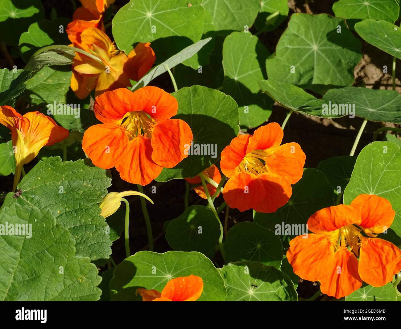 Indian Cherry High Resolution Stock Photography and Images - Alamy