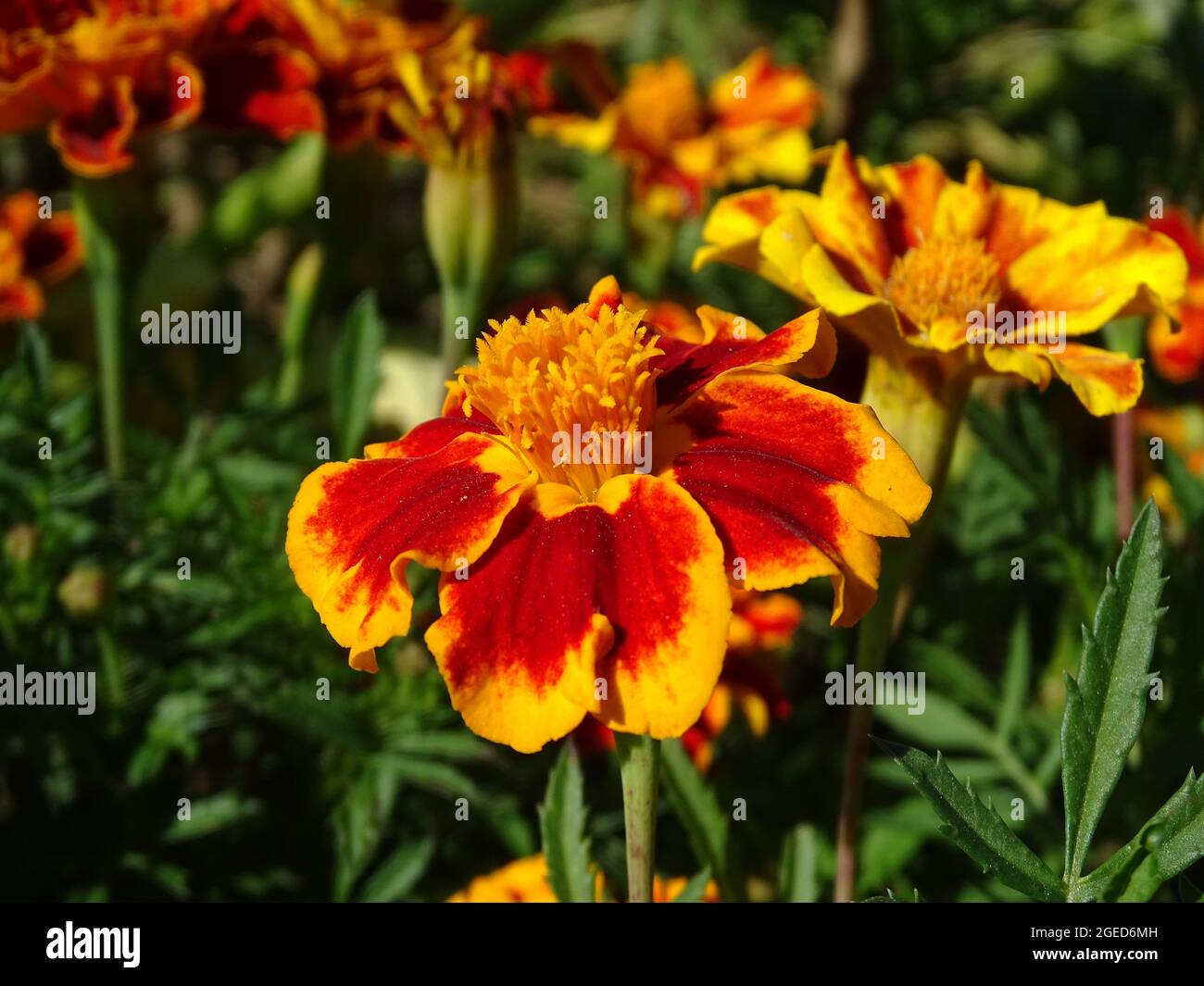 Marigold flower farming hi-res stock photography and images - Alamy