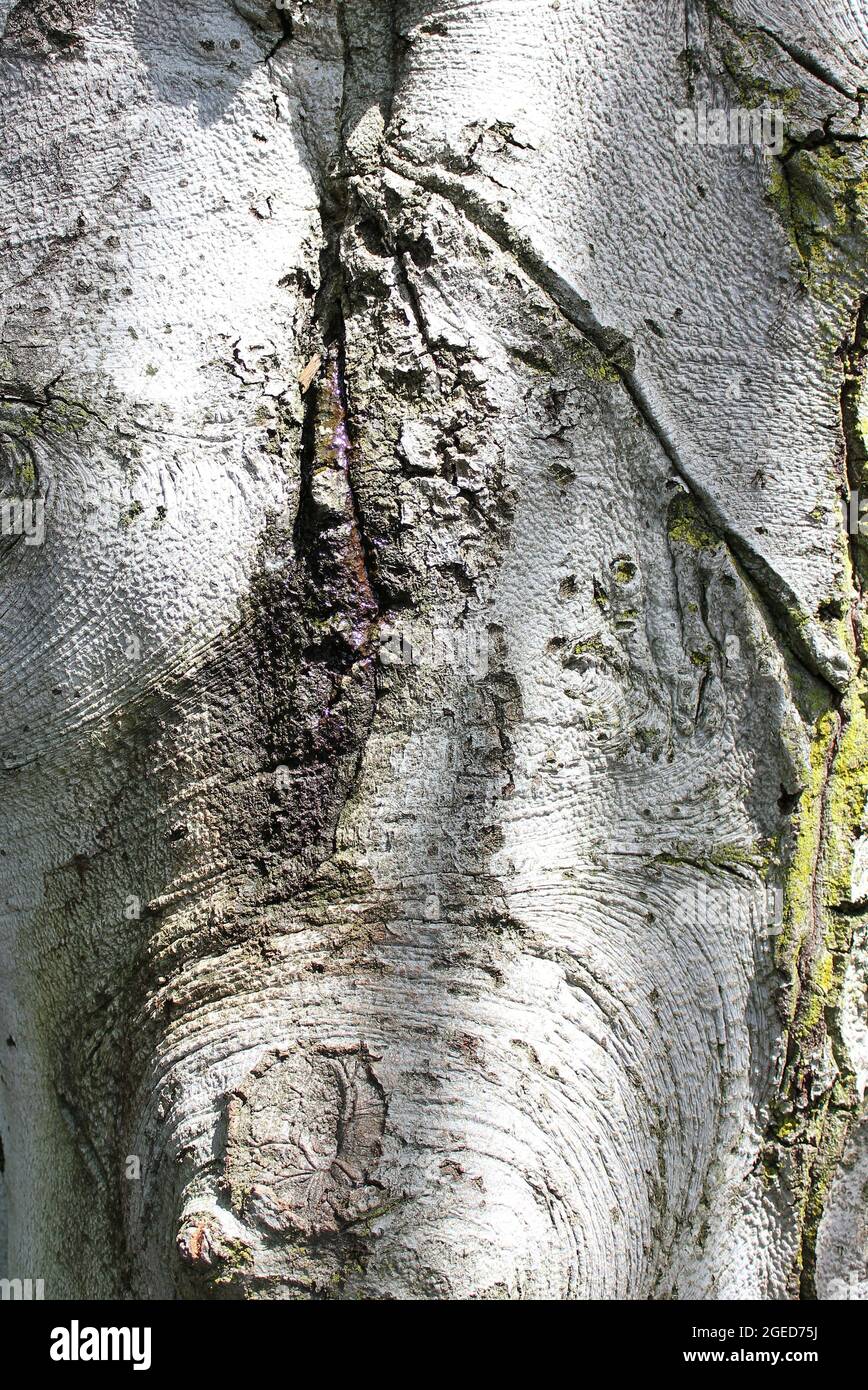 Thick tree trunk growing in the meadow under the bright summer sun ...