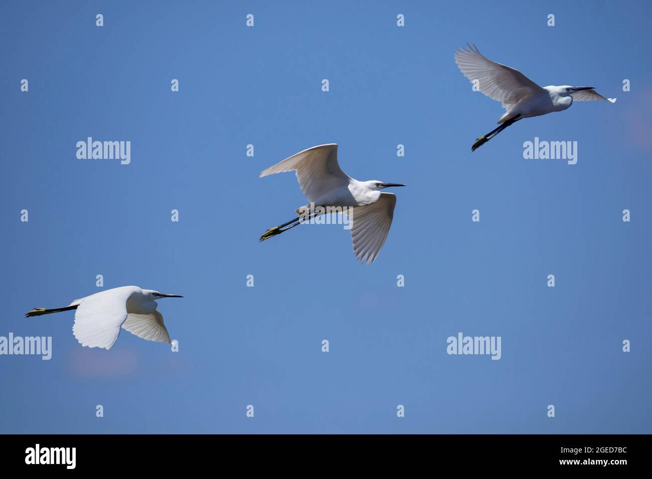 three little egrets in flight against the blue sky in Tuscany Stock ...