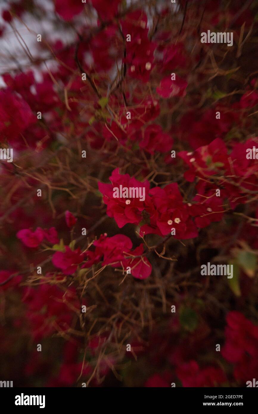 Multi Colored Blooming flower background bougainvillea Bush flowers at ...