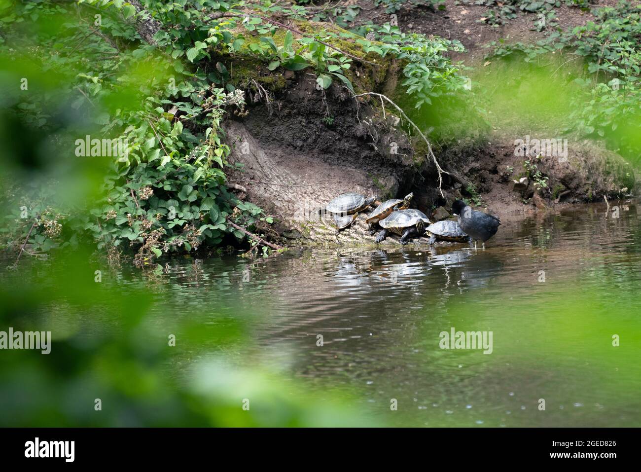 Bird standing near the turtles on the shore of the lake Stock Photo - Alamy