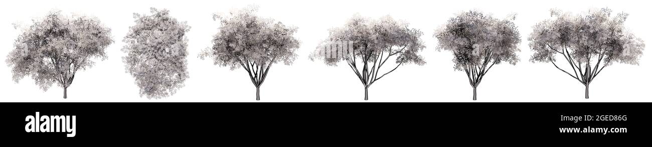 Set or collection of drawings of Ficus trees isolated on white ...