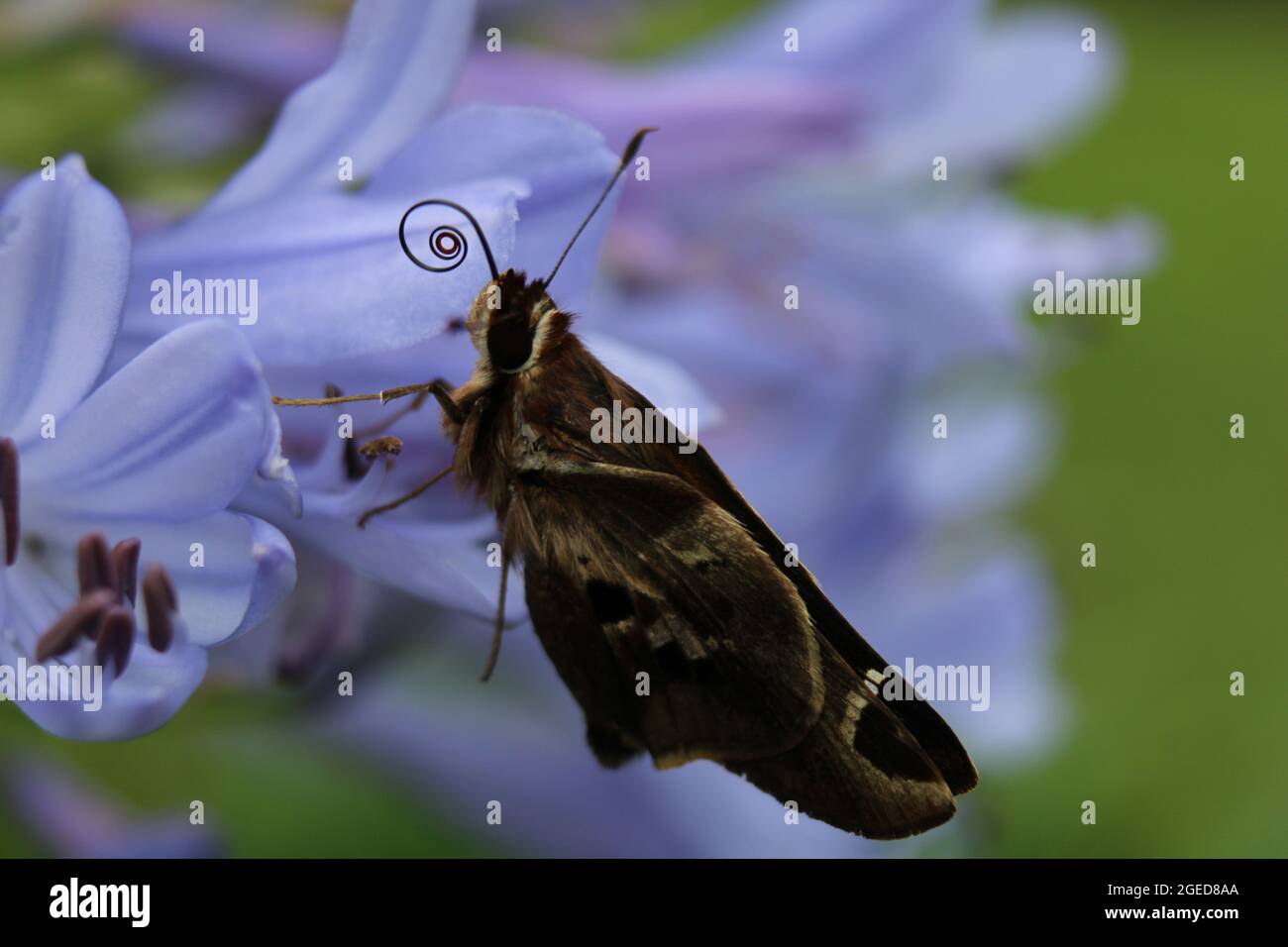 Closeup shot of a moth on a purple flower Stock Photo - Alamy