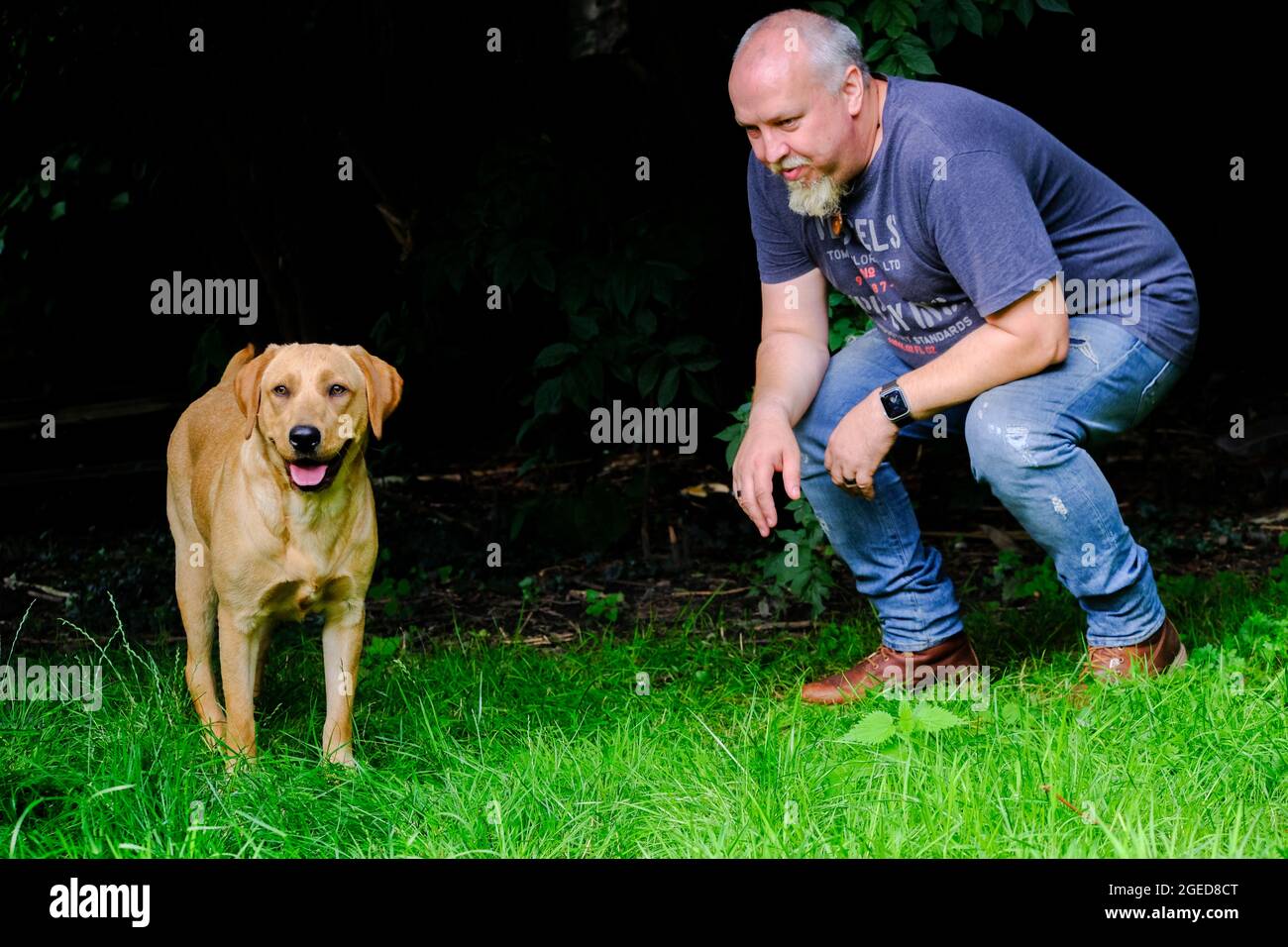 Golden labrador retriever hi-res stock photography and images - Alamy