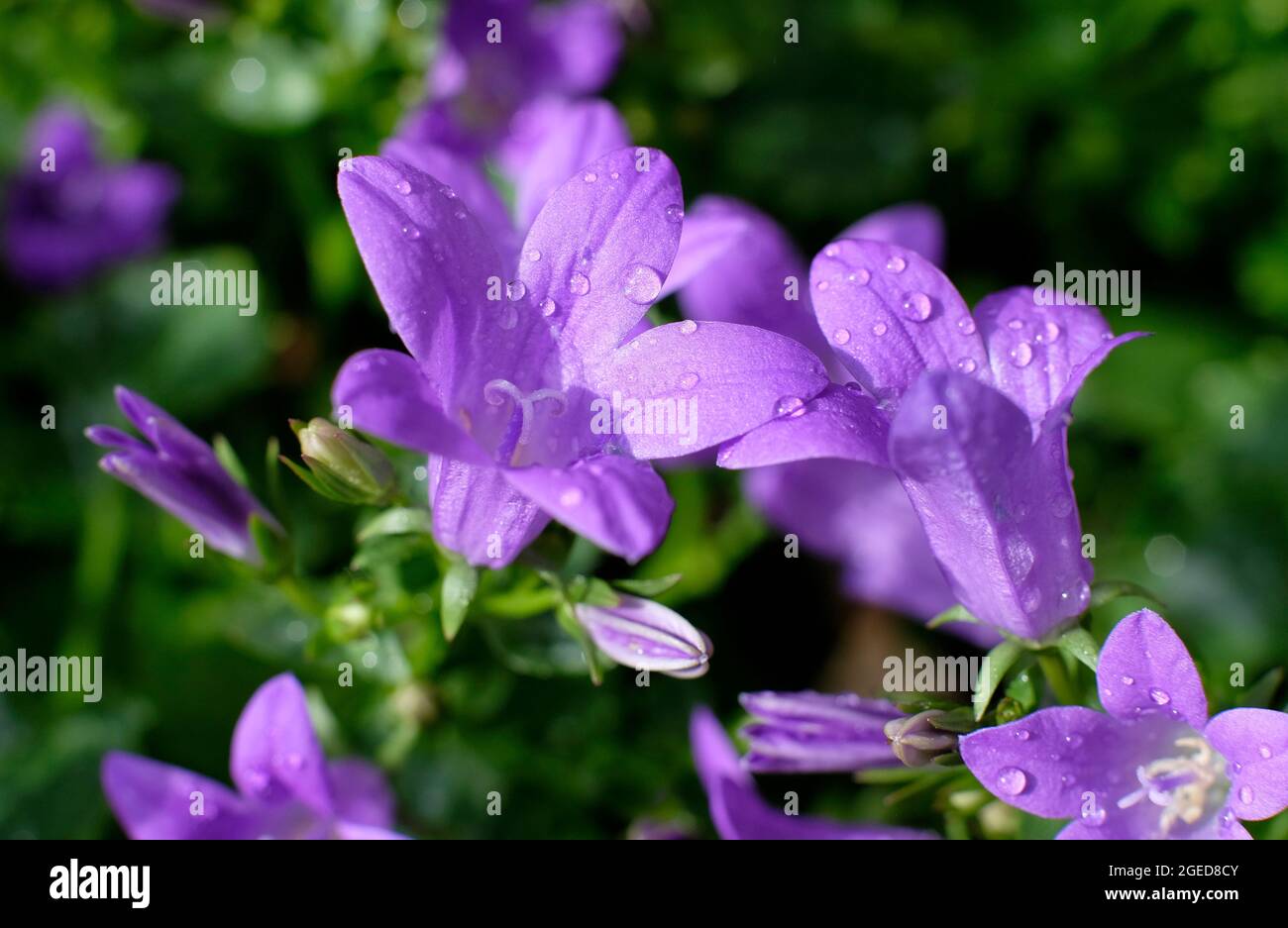 purple bellflowers campanula in english garden, norfolk, england Stock ...