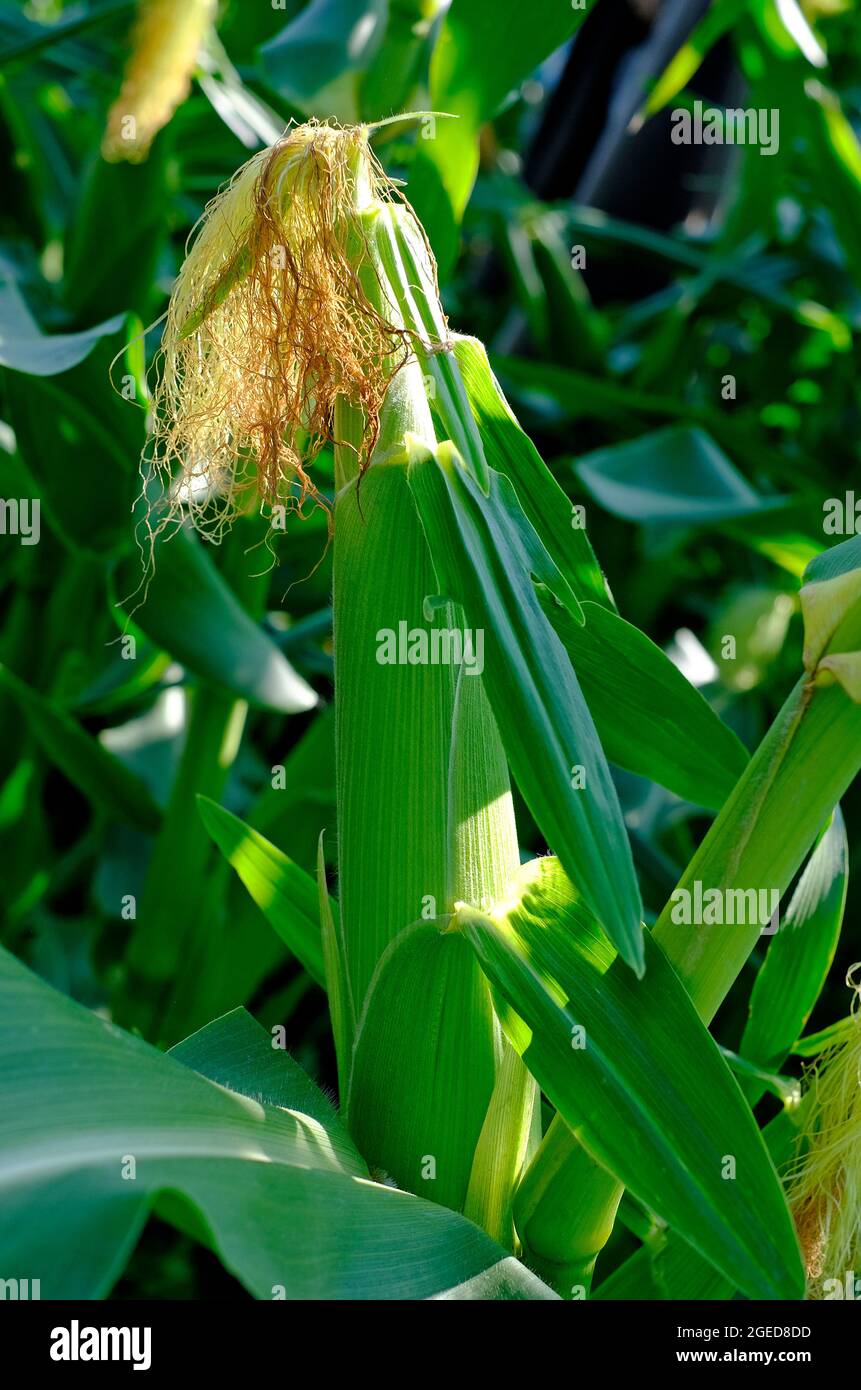 sweet corn growing in english garden, norfolk, england Stock Photo - Alamy