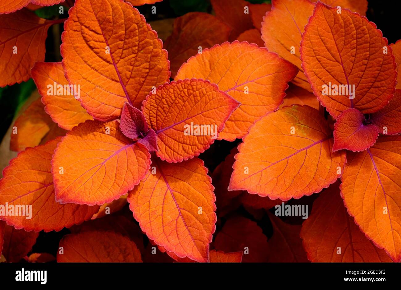 orange coleus sunfighter campfire in english garden, norfolk, england ...