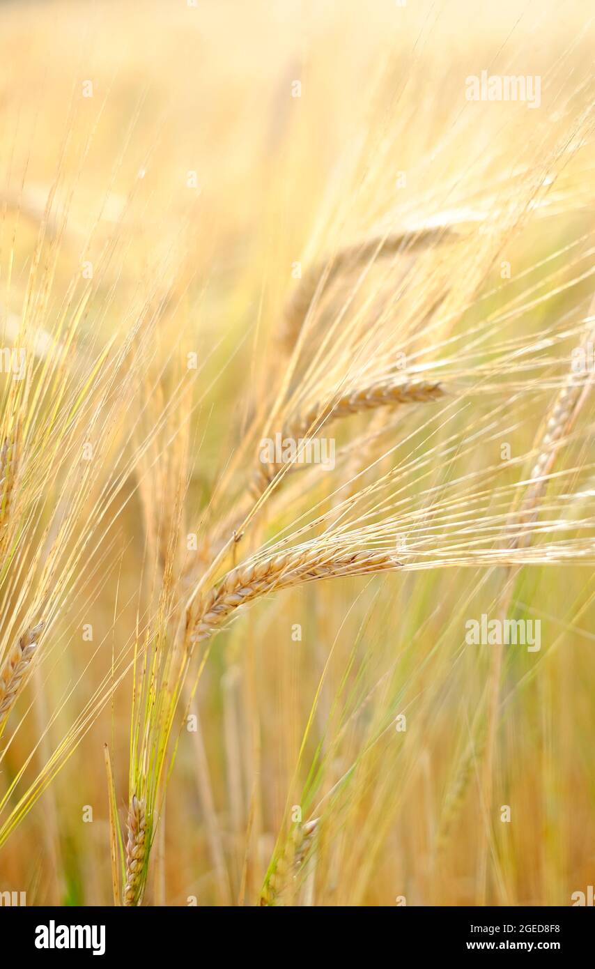 wheat crop in field, norfolk, england Stock Photo - Alamy