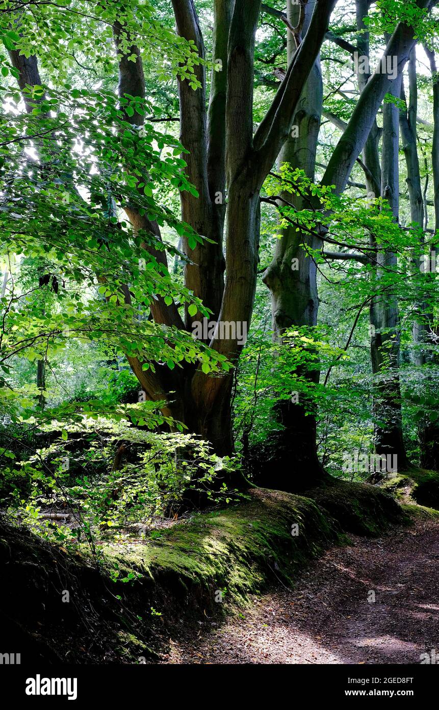 beech trees in wooded area, hunworth, north norfolk, england Stock ...