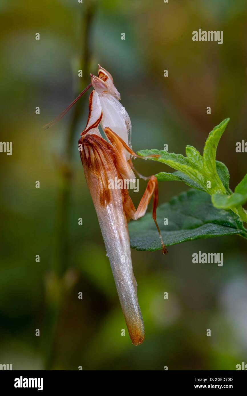 Orchid mantis insect insects hi-res stock photography and images - Alamy