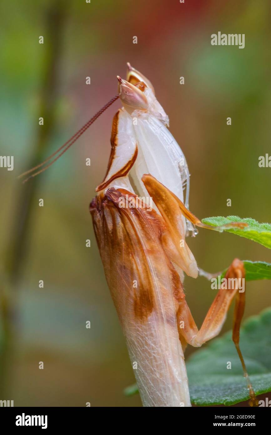 A close up of the upper body, of a male Orchid Mantis Stock Photo - Alamy